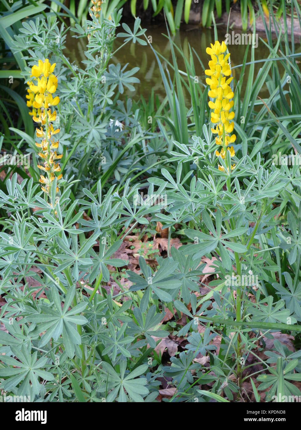 yellow lupine (lupinus lutens Stock Photo - Alamy