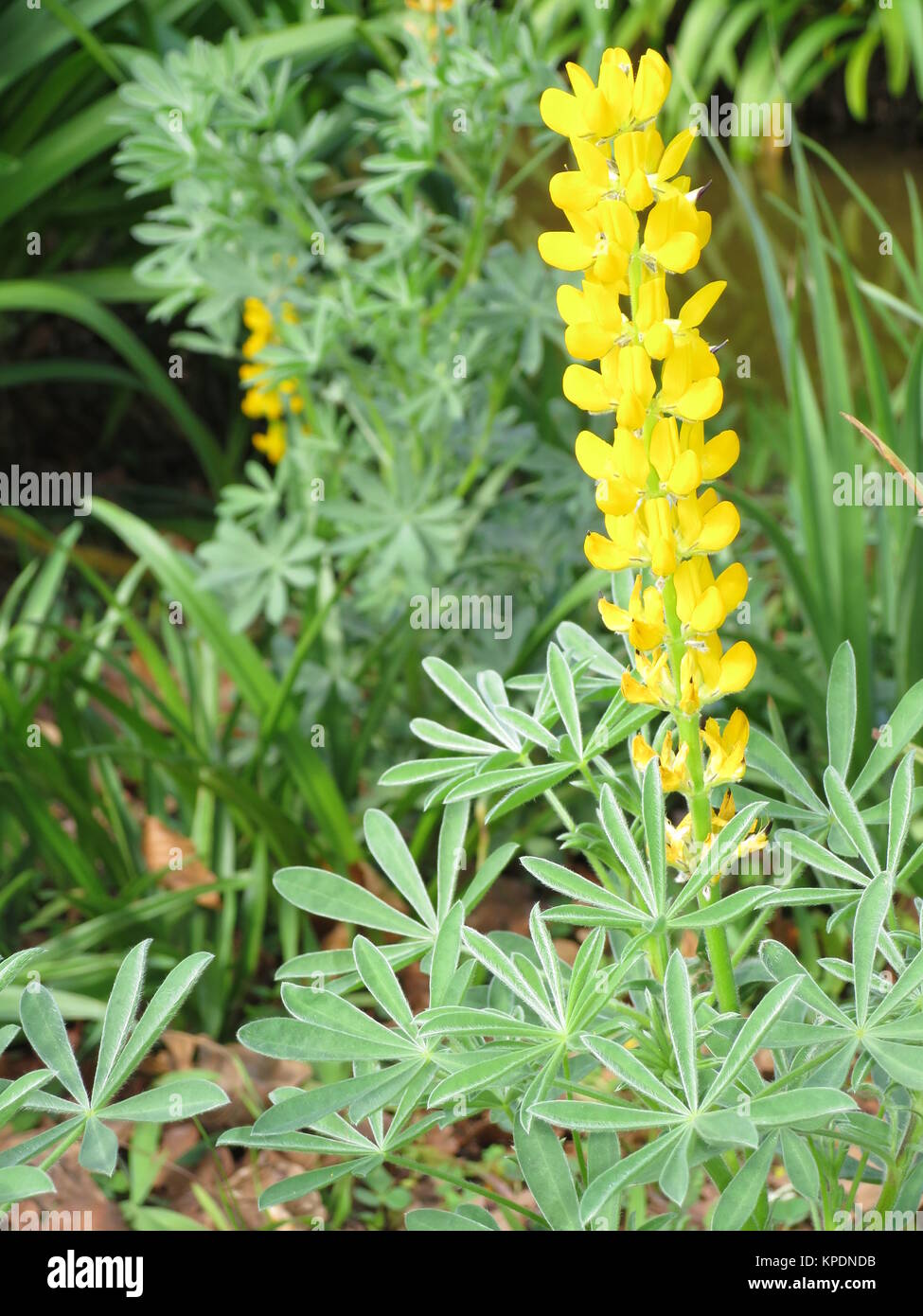 Gelbe lupin hi-res stock photography and images - Alamy