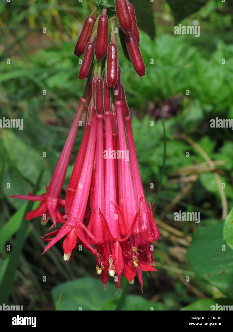 Fuchsie (fuchsia corymbiflora), Funchal, Madeira, Portugal Stock Photo ...