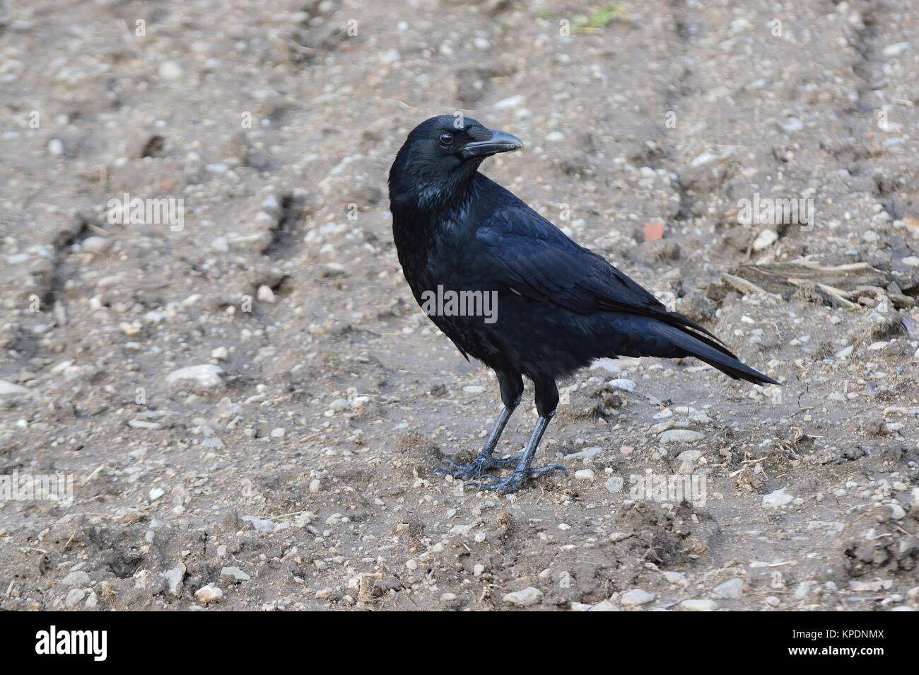 Smart Raven High Resolution Stock Photography and Images - Alamy