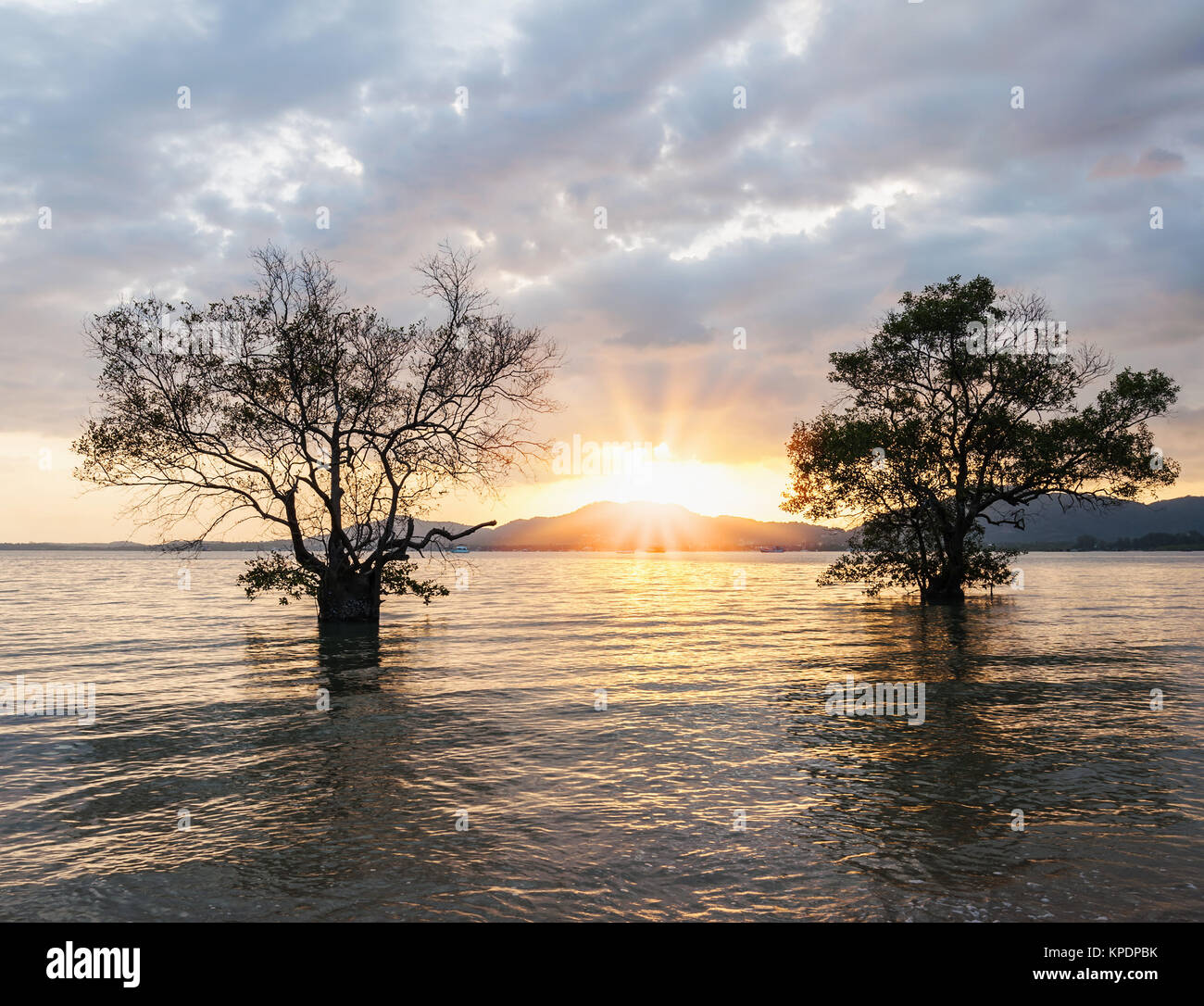Twin tree in the sea with color of the sunset Stock Photo - Alamy