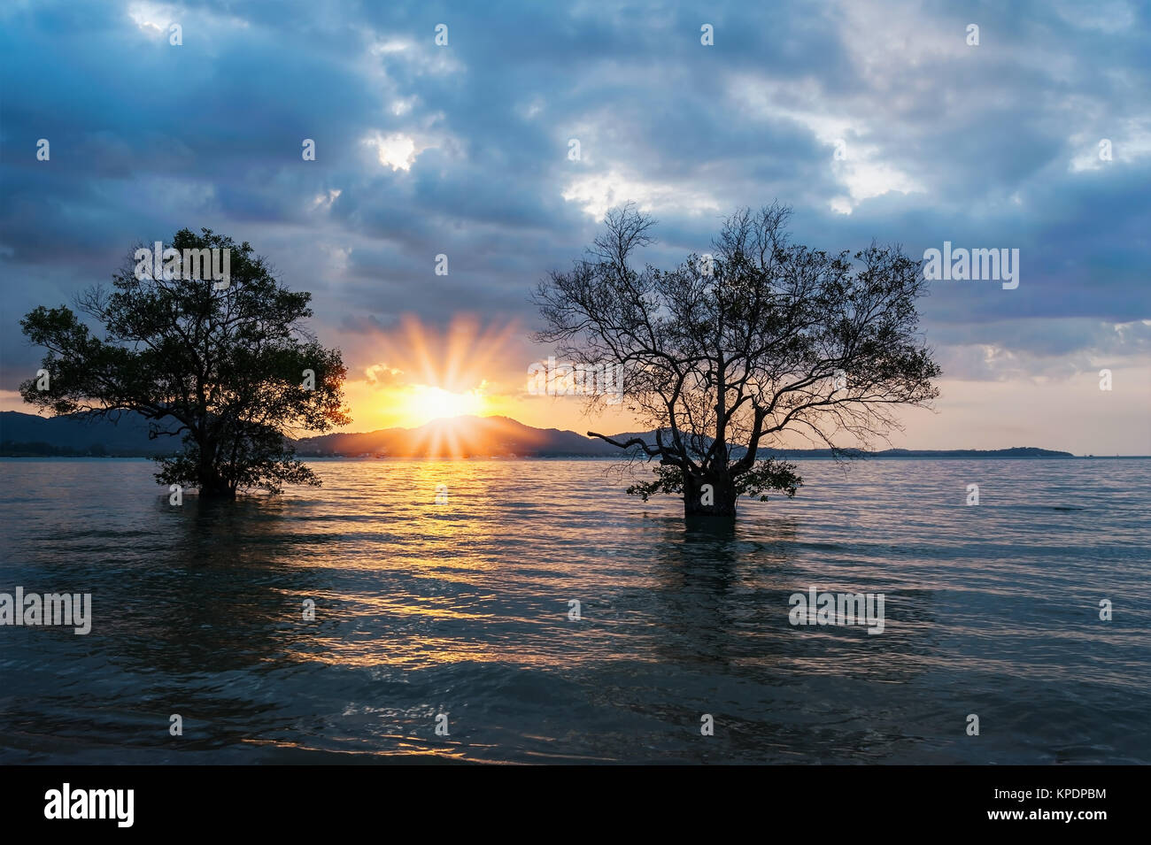 Twin tree in the sea with color of the sunset Stock Photo - Alamy