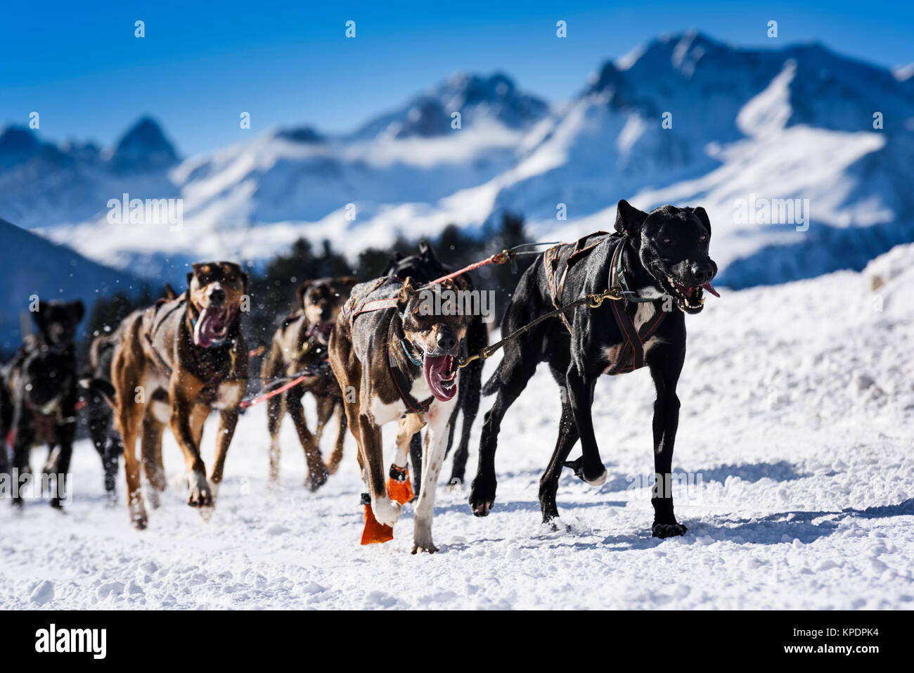 Sledge dogs in speed racing Stock Photo - Alamy