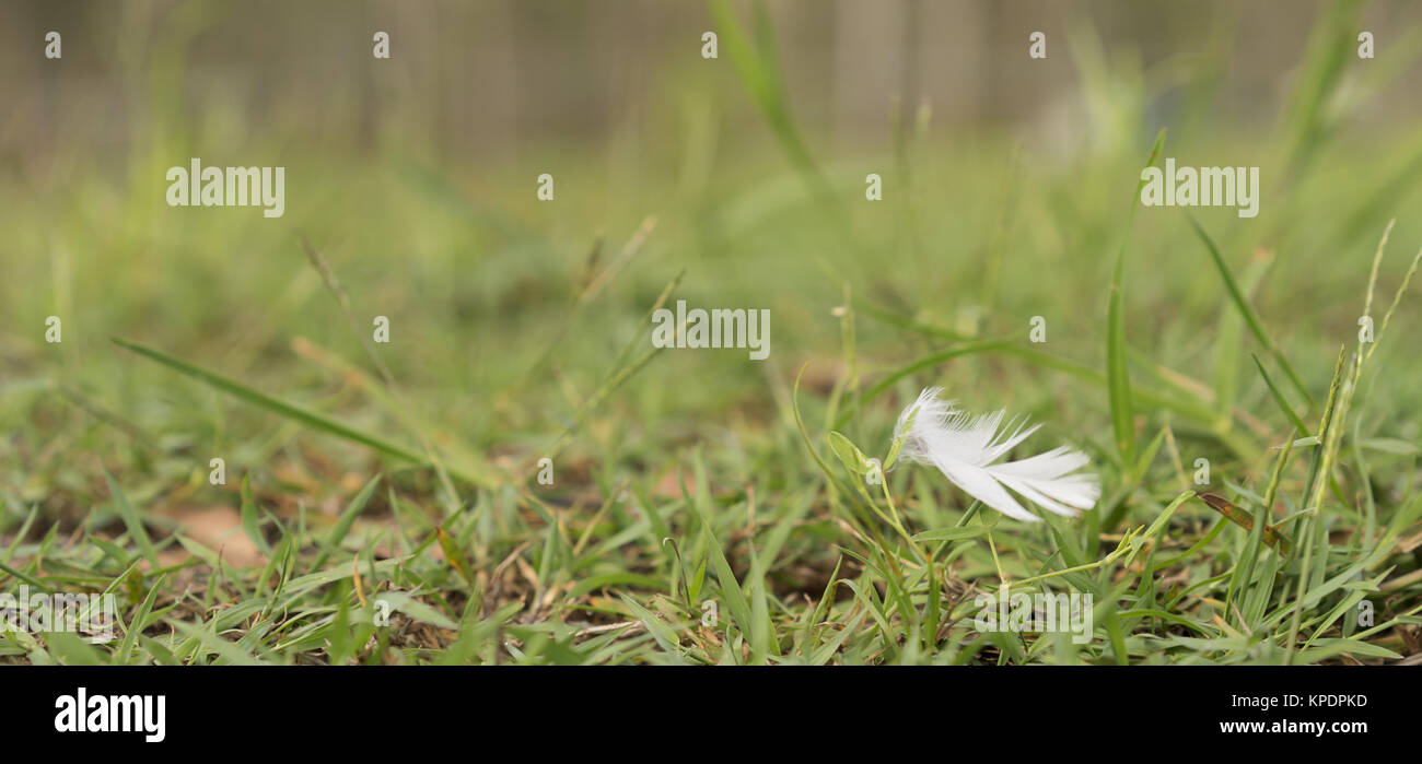 White Downy Feather Blowing in Wind Stock Photo - Alamy