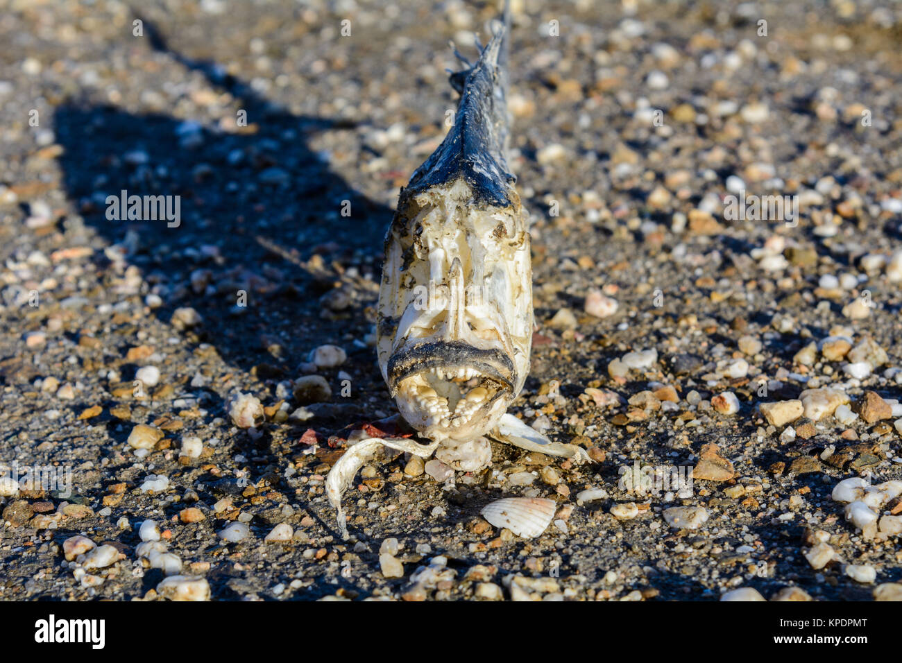 Skeleton Fish on the Sand Stock Photo - Alamy