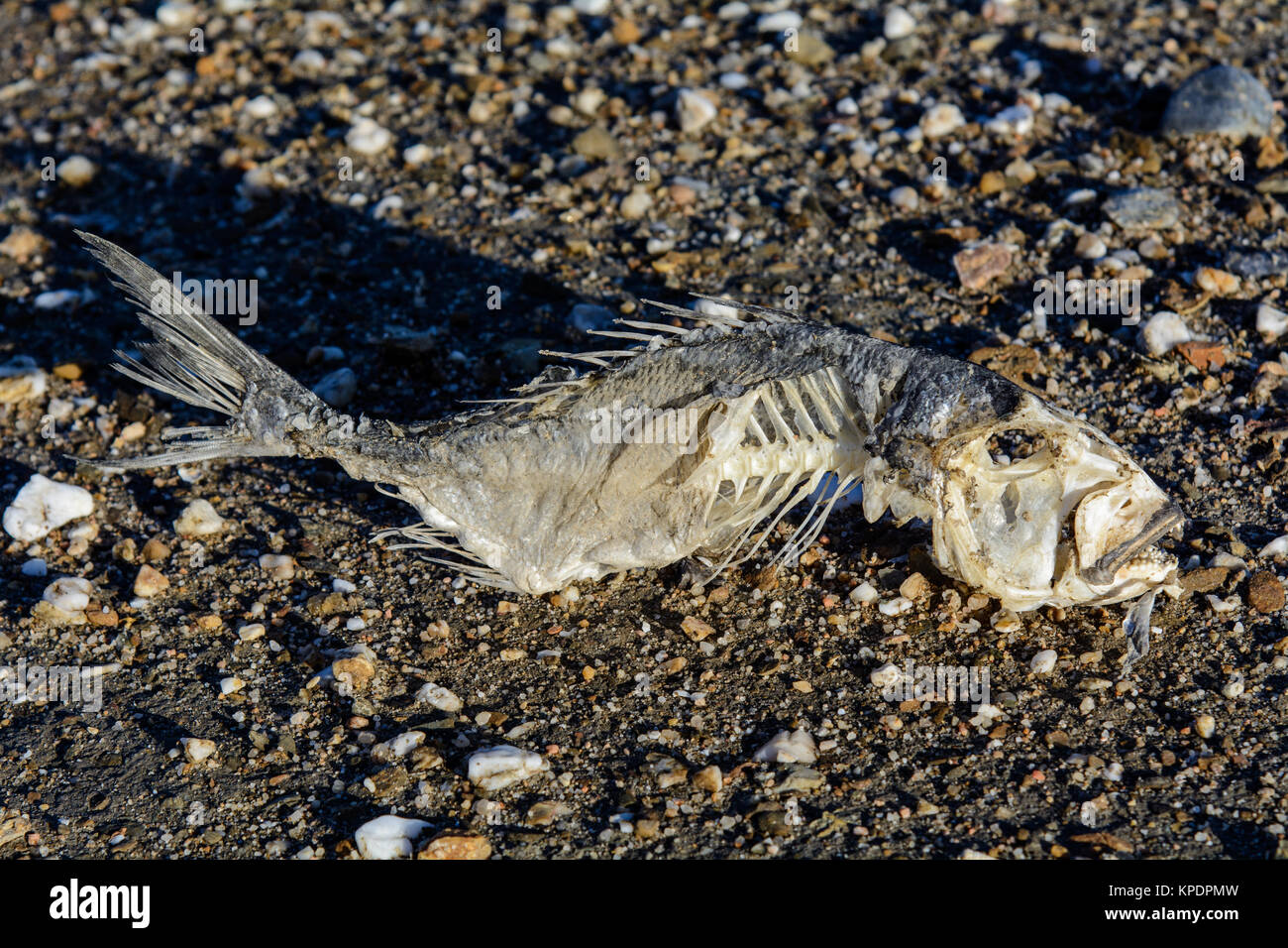 Skeleton Fish on the Sand Stock Photo - Alamy