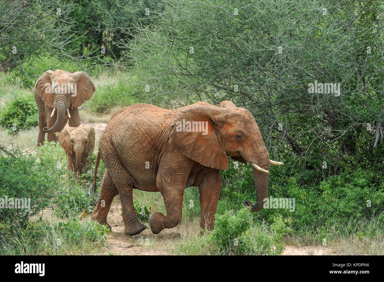 big Elephant in the savannah of Africa Stock Photo - Alamy
