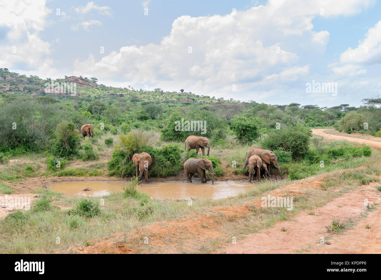 big Elephant in the savannah of Africa Stock Photo - Alamy