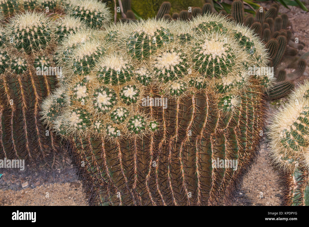 Oaxaca mexico cactus agave plants hi-res stock photography and images ...