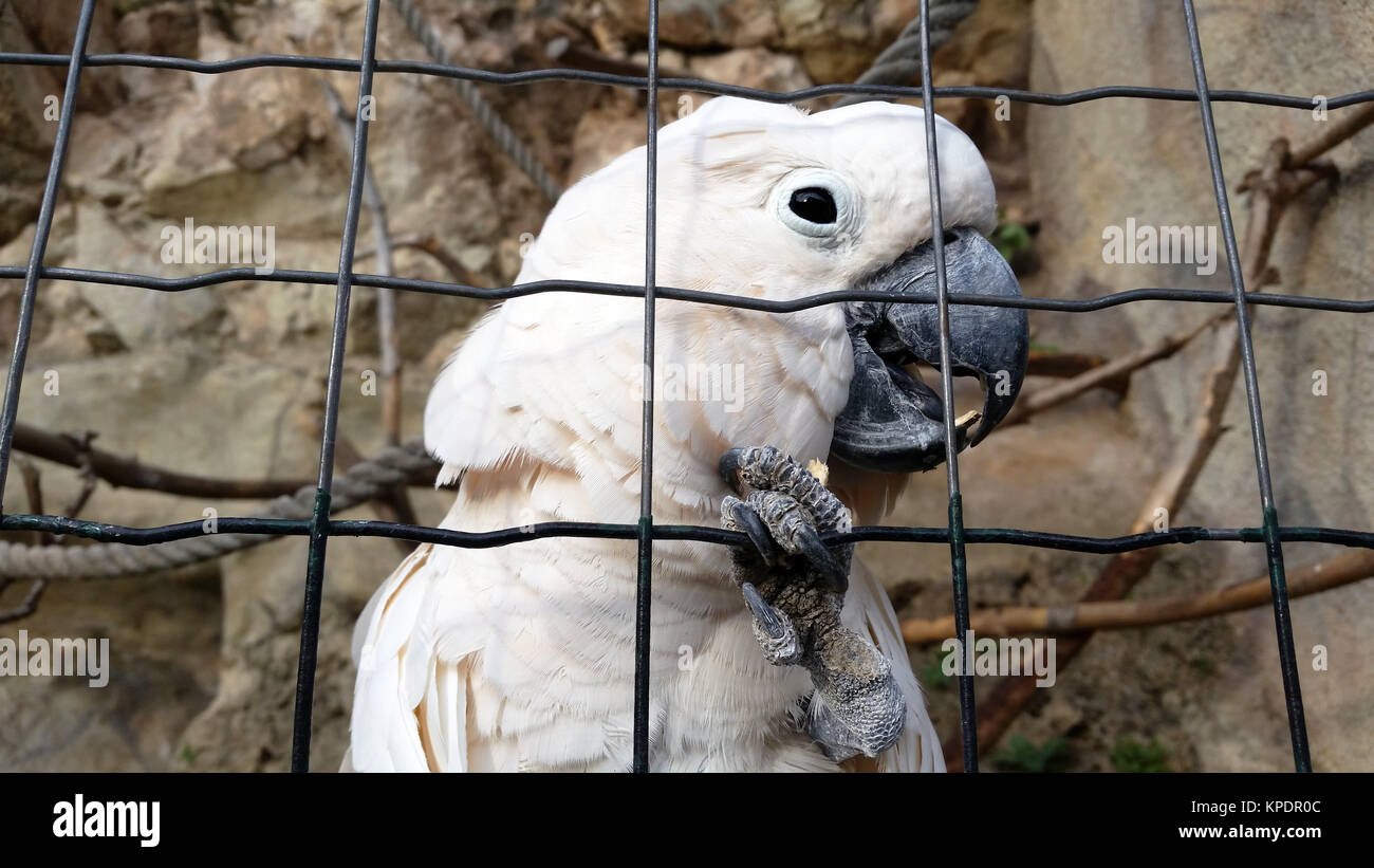 Parrot white head hi-res stock photography and images - Alamy