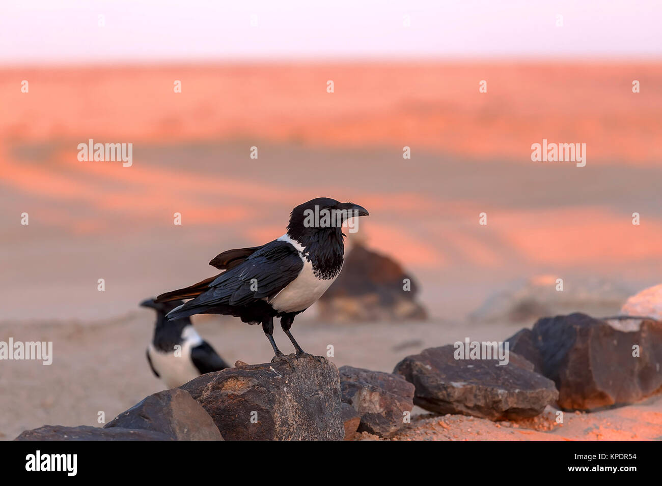 Pied crow in namib desert Stock Photo - Alamy