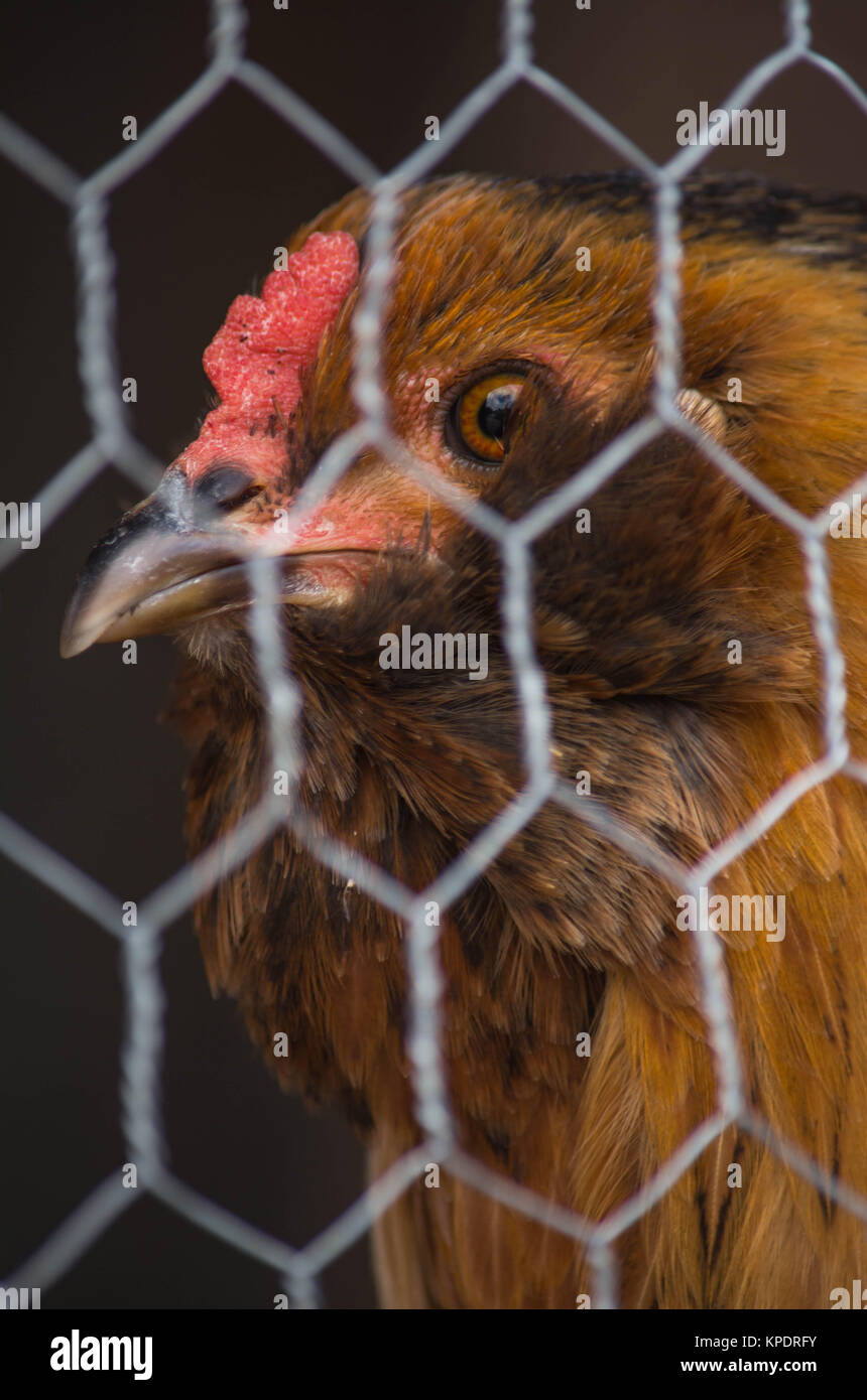 Hen peeking through chicken wire Stock Photo - Alamy