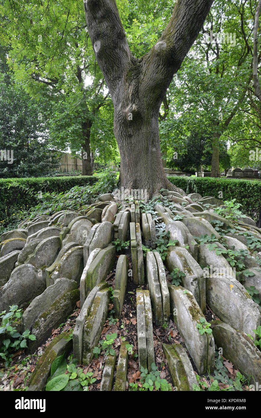 Hardy tree pancras hi-res stock photography and images - Alamy