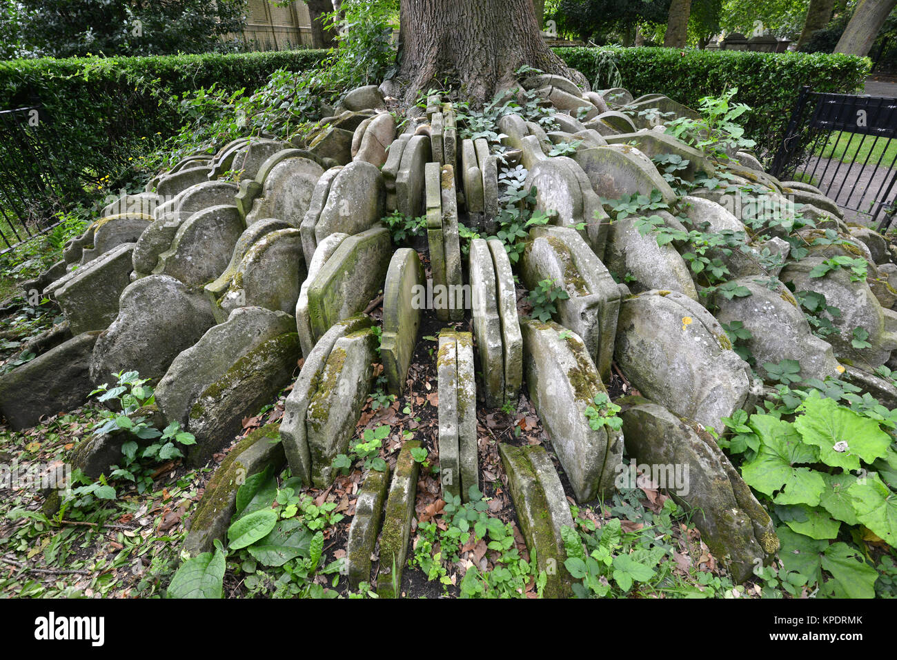 The Hardy Tree, growing between gravestones moved while Thomas Hardy ...