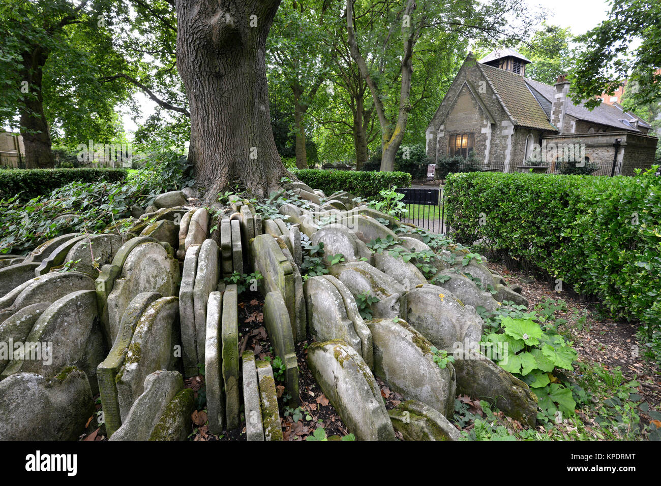 Hardy tree pancras hi-res stock photography and images - Alamy
