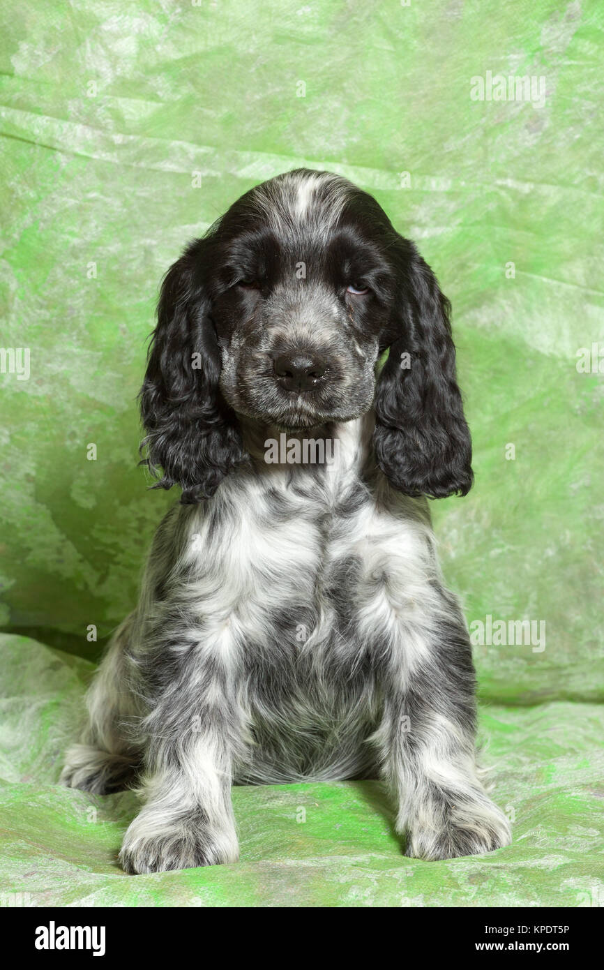blue English Cocker Spaniel puppy Stock Photo - Alamy