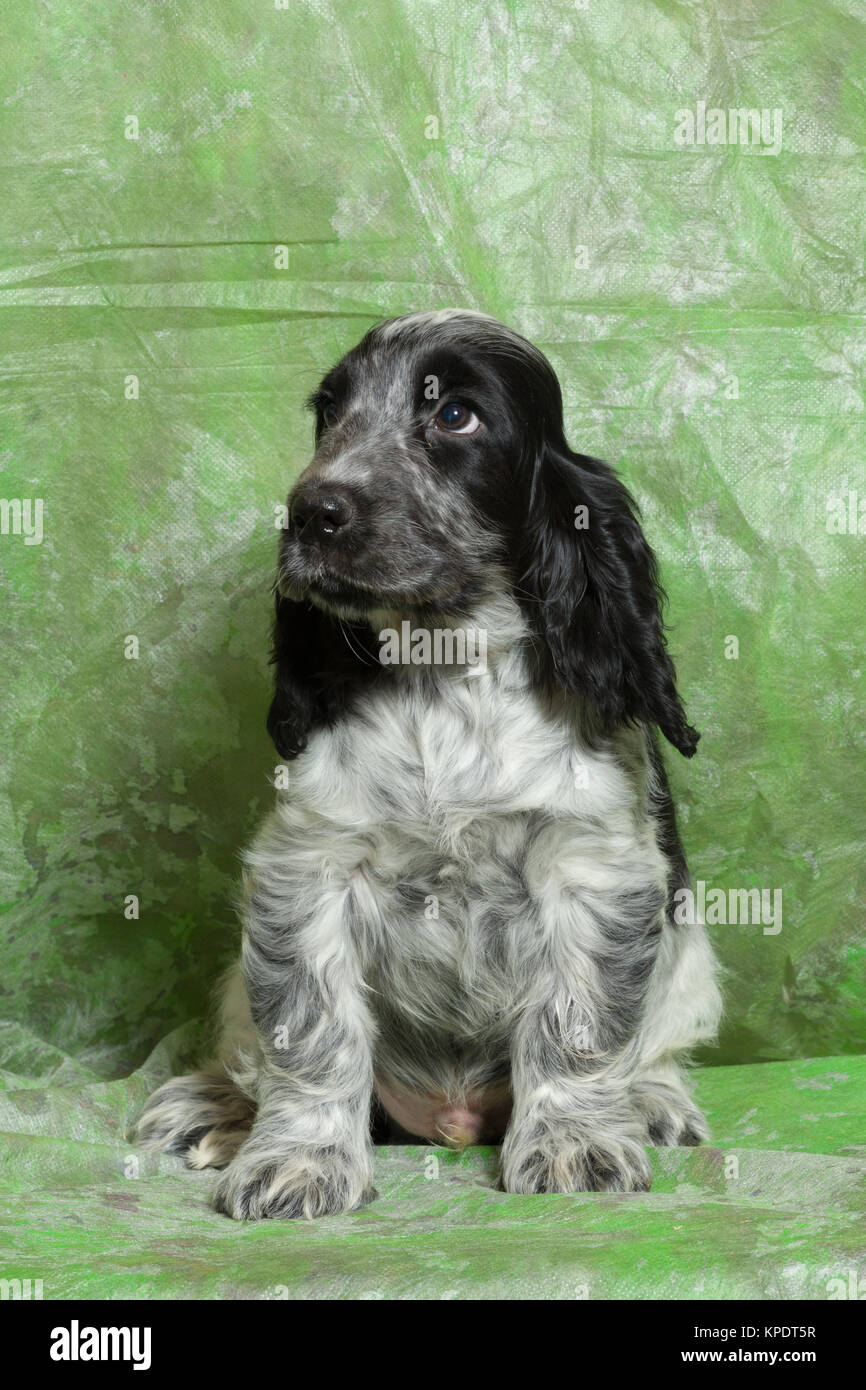 blue English Cocker Spaniel puppy Stock Photo - Alamy
