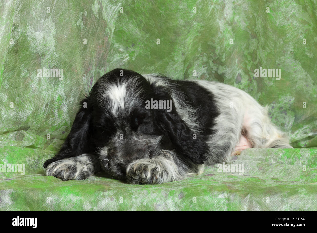 blue English Cocker Spaniel puppy Stock Photo - Alamy