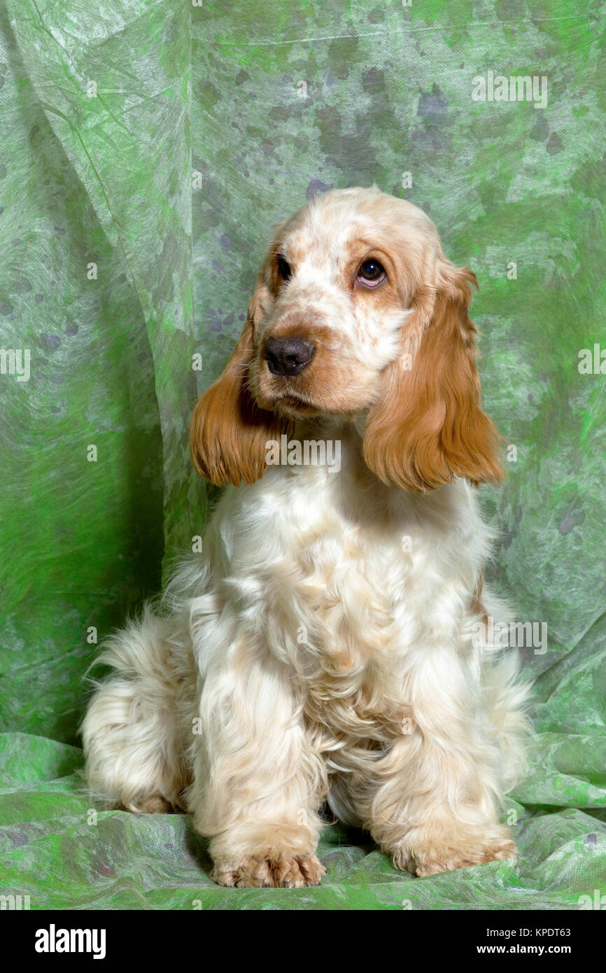 beige English Cocker Spaniel puppy Stock Photo - Alamy
