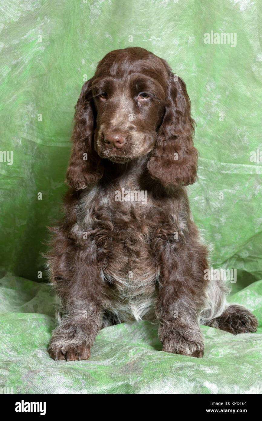 brown English Cocker Spaniel puppy Stock Photo - Alamy