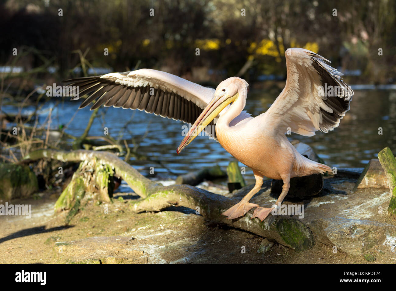 rare Spot-billed pelican, Pelecanus philippensisin Stock Photo - Alamy