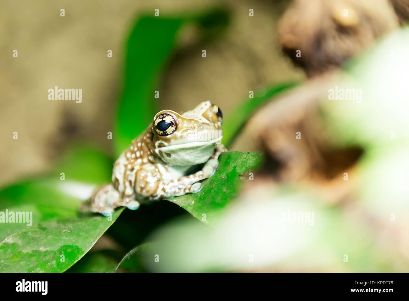 tree frog or Amazon milk frog Stock Photo - Alamy