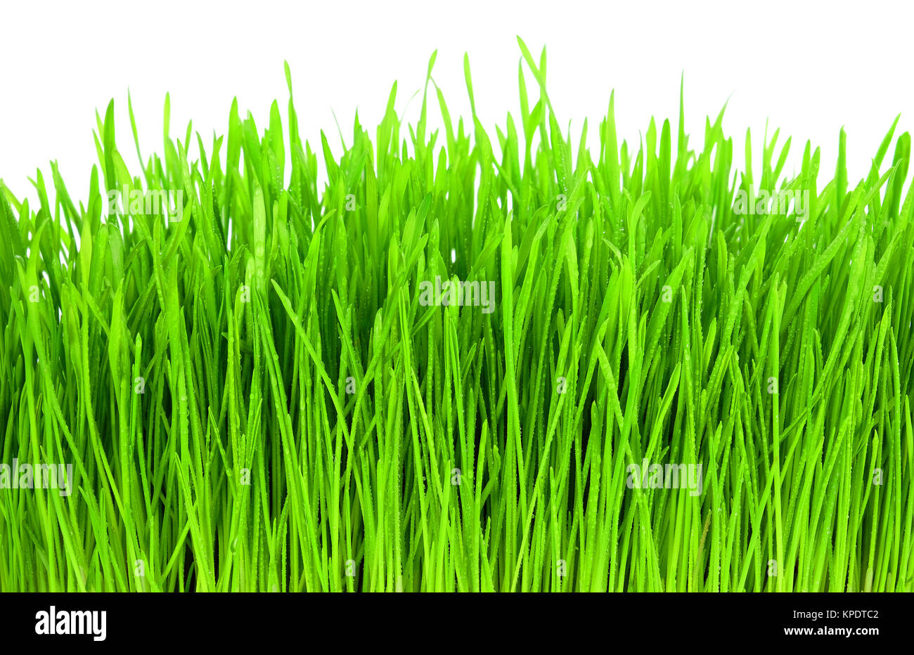 Wet green grass isolation on the white backgrounds Stock Photo - Alamy