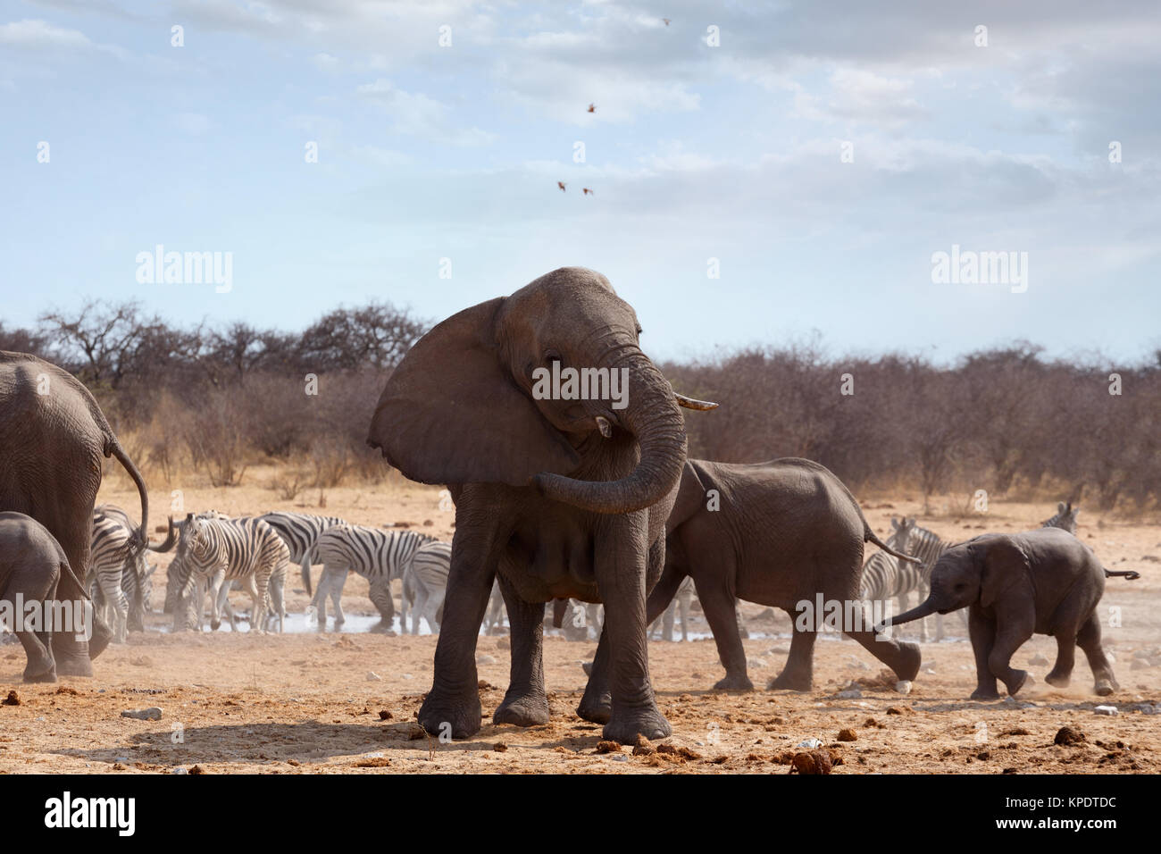 Angry Elephant in front of heard Stock Photo - Alamy