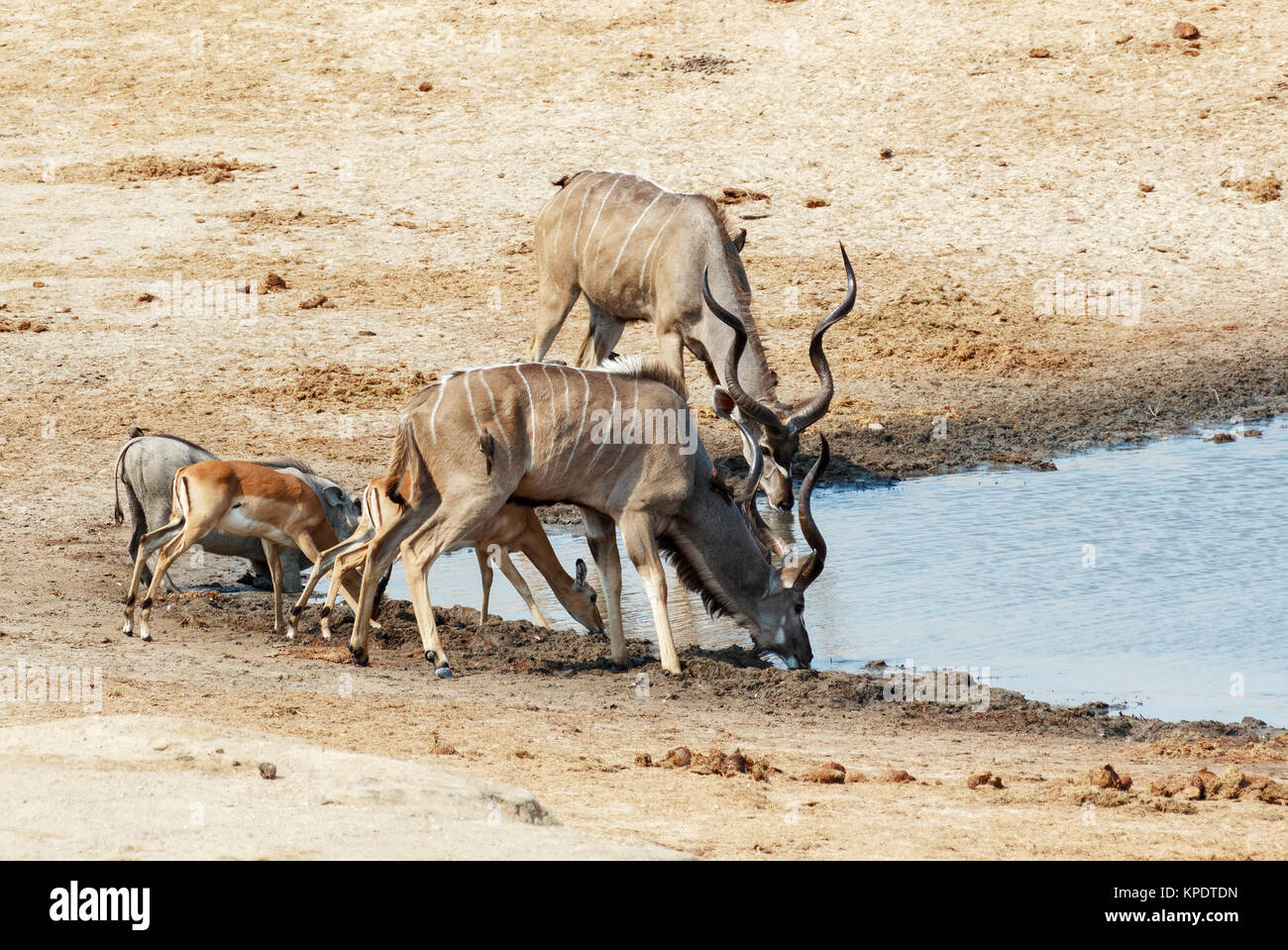 kudu Antelope drinking at a muddy waterhole Stock Photo - Alamy