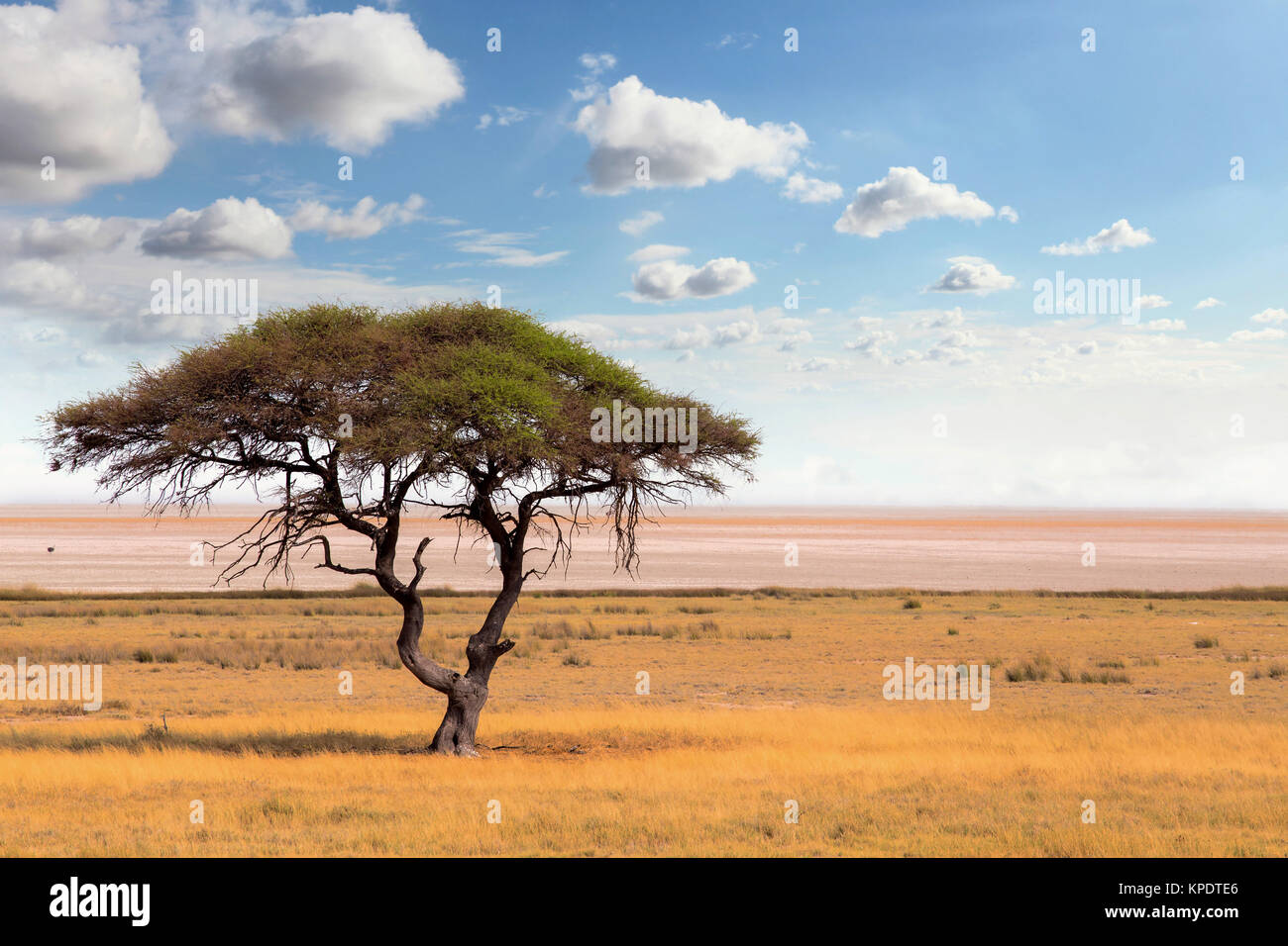 Large Acacia tree in the open savanna plains Africa Stock Photo - Alamy