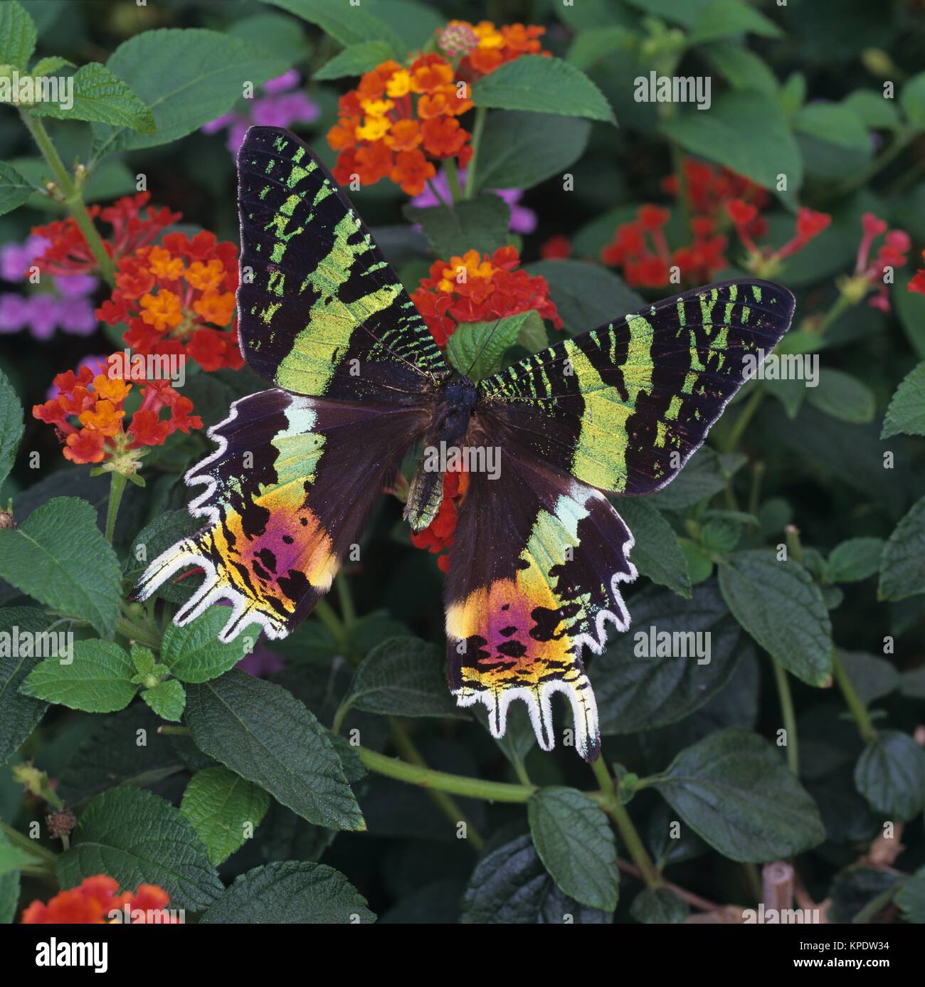Uraniafalter, Madagascan sunset moth, Urania ripheus mit den bunten ...