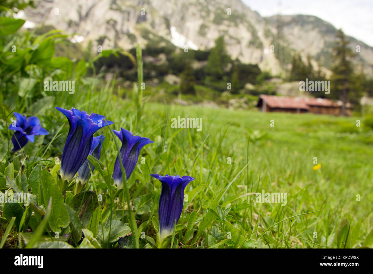 blue gentian (gentiana) on a mountain pasture Stock Photo - Alamy