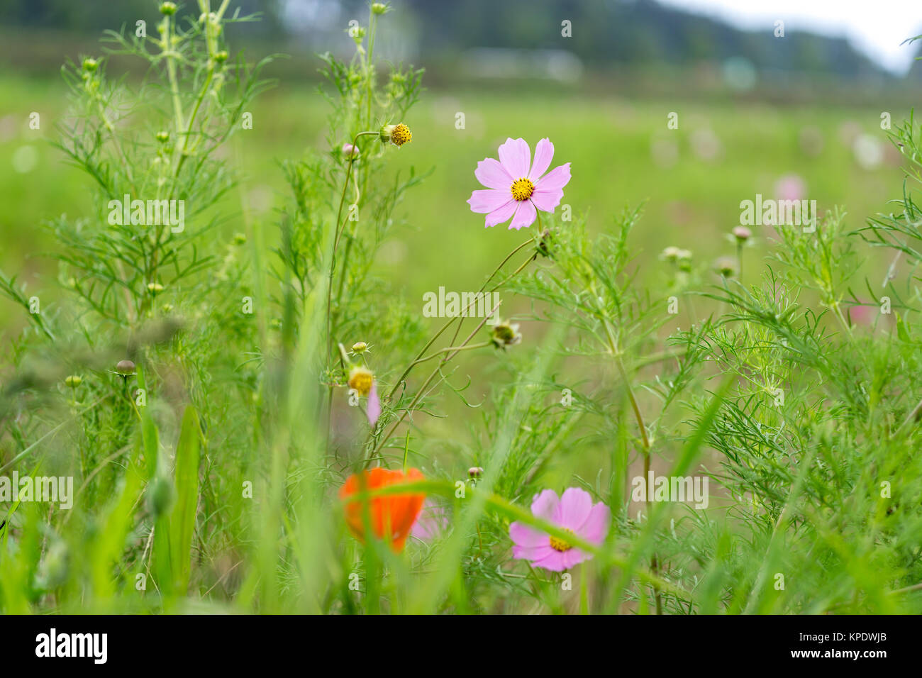 Kings cosmos hi-res stock photography and images - Alamy