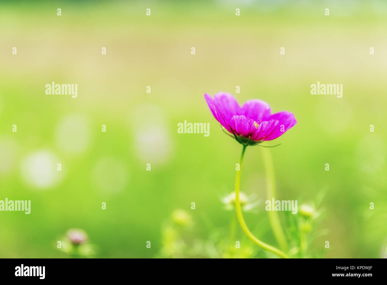 Kings cosmos hi-res stock photography and images - Alamy
