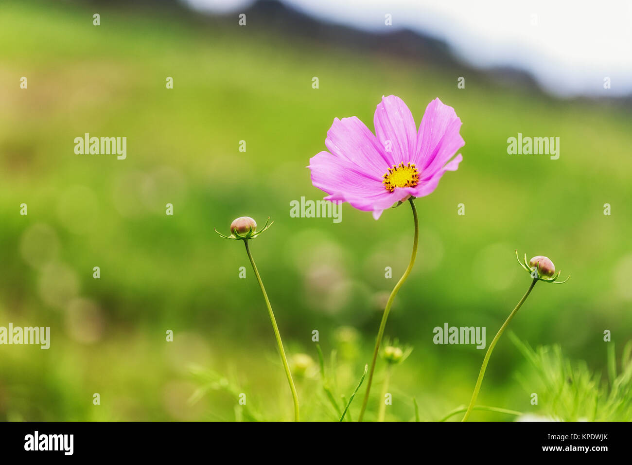 Kings cosmos hi-res stock photography and images - Alamy