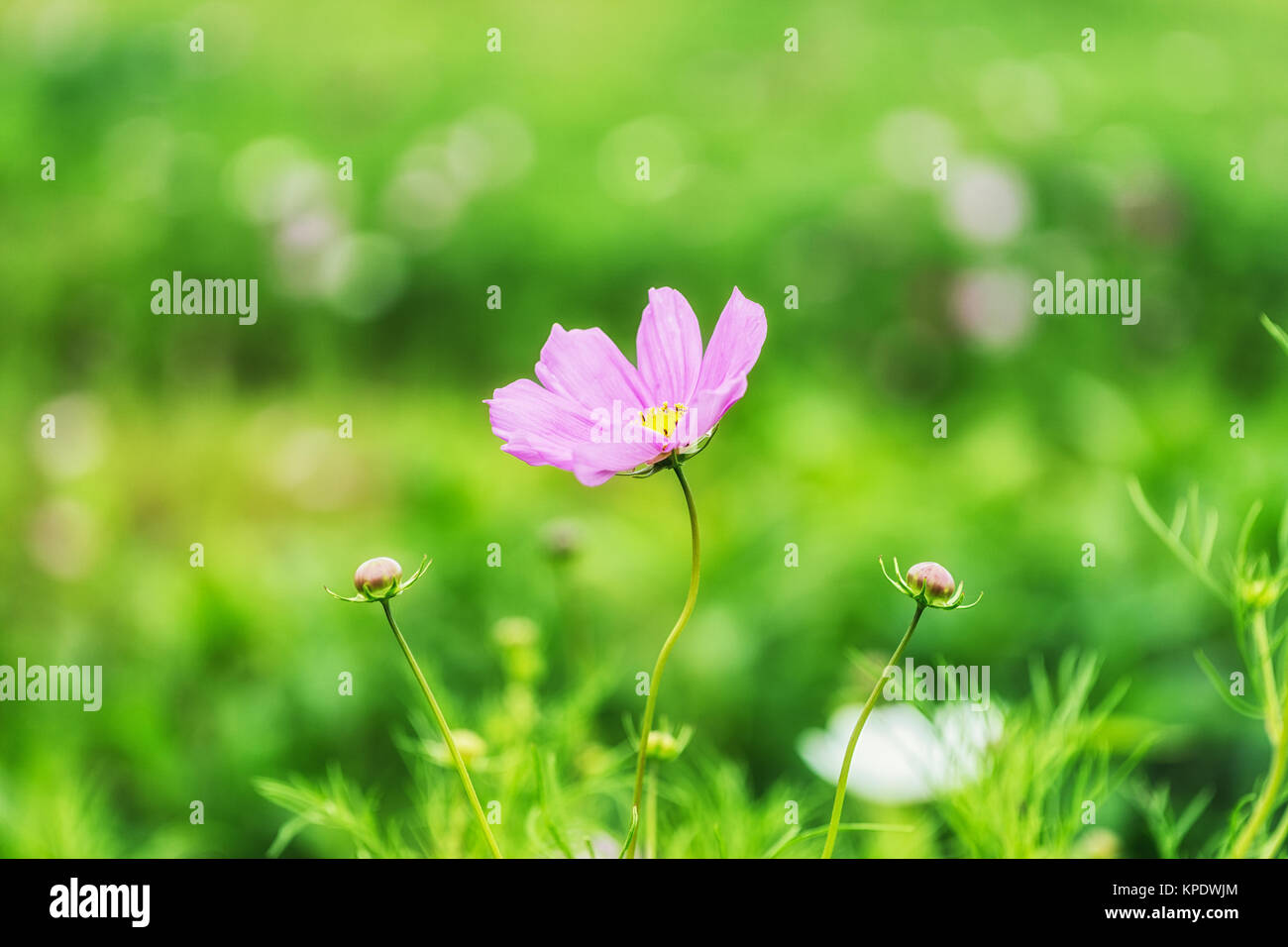 Kings cosmos hi-res stock photography and images - Alamy