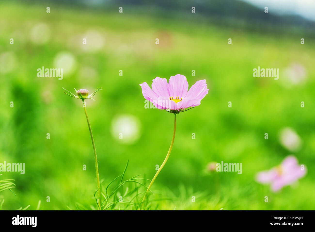 Kings cosmos hi-res stock photography and images - Alamy