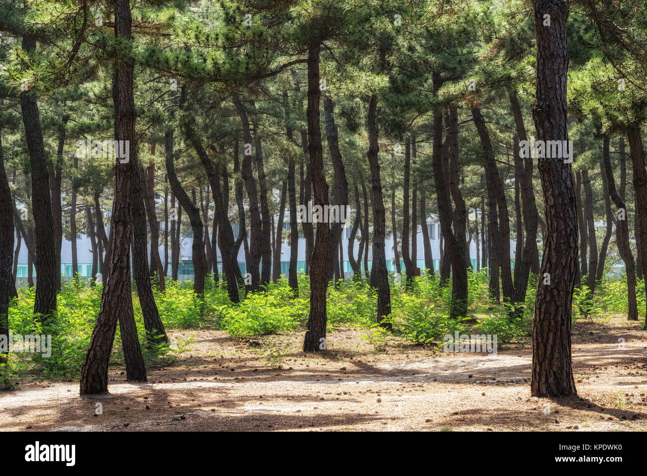 pine tree forest Stock Photo - Alamy