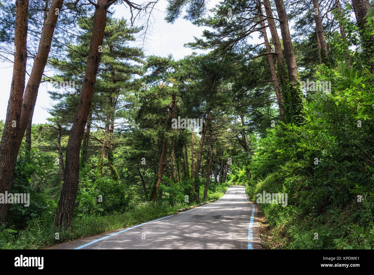 Bike trail in Pine tree forest Stock Photo - Alamy