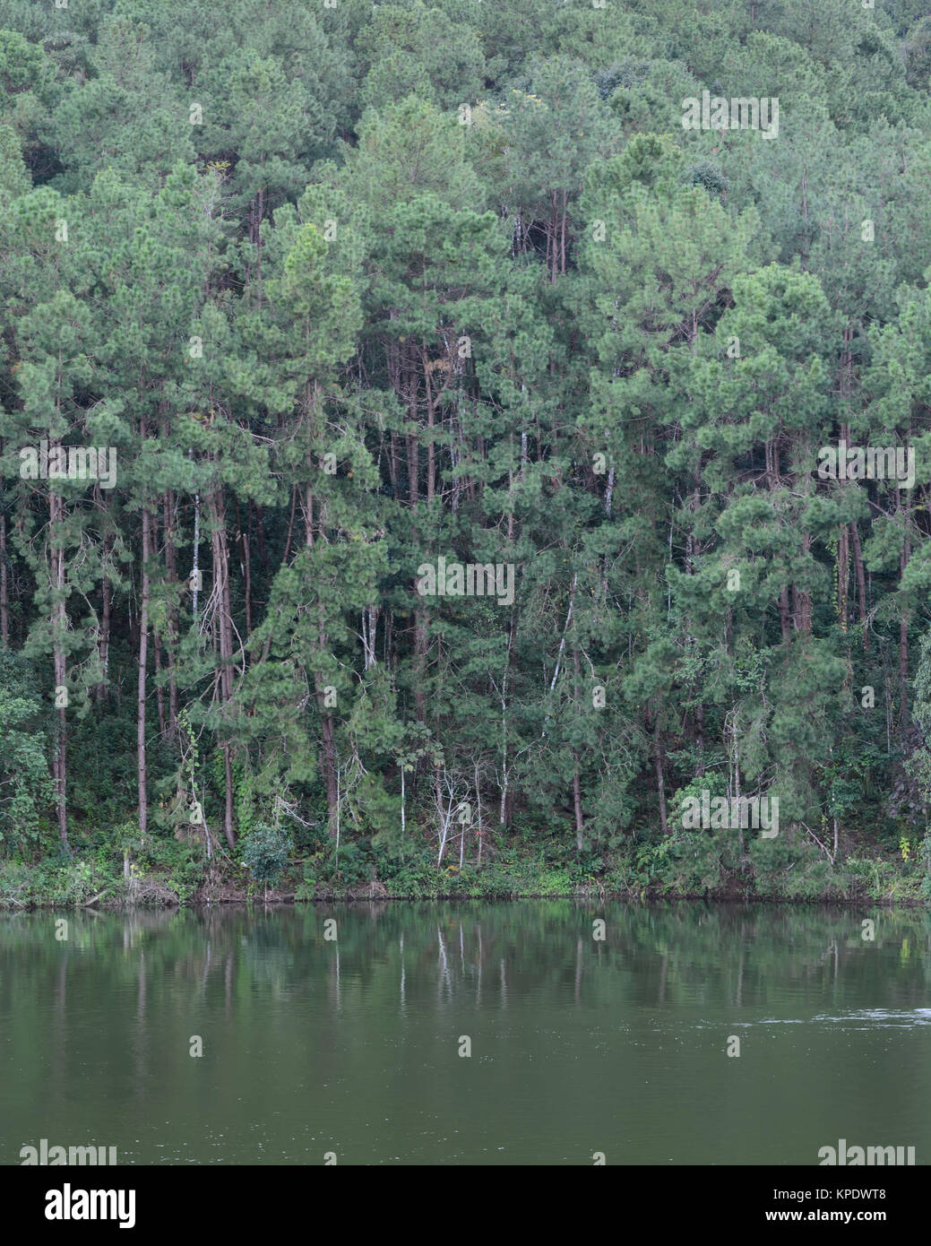 Beautiful view of pine tree reflection in a lake at Pang Oung national ...