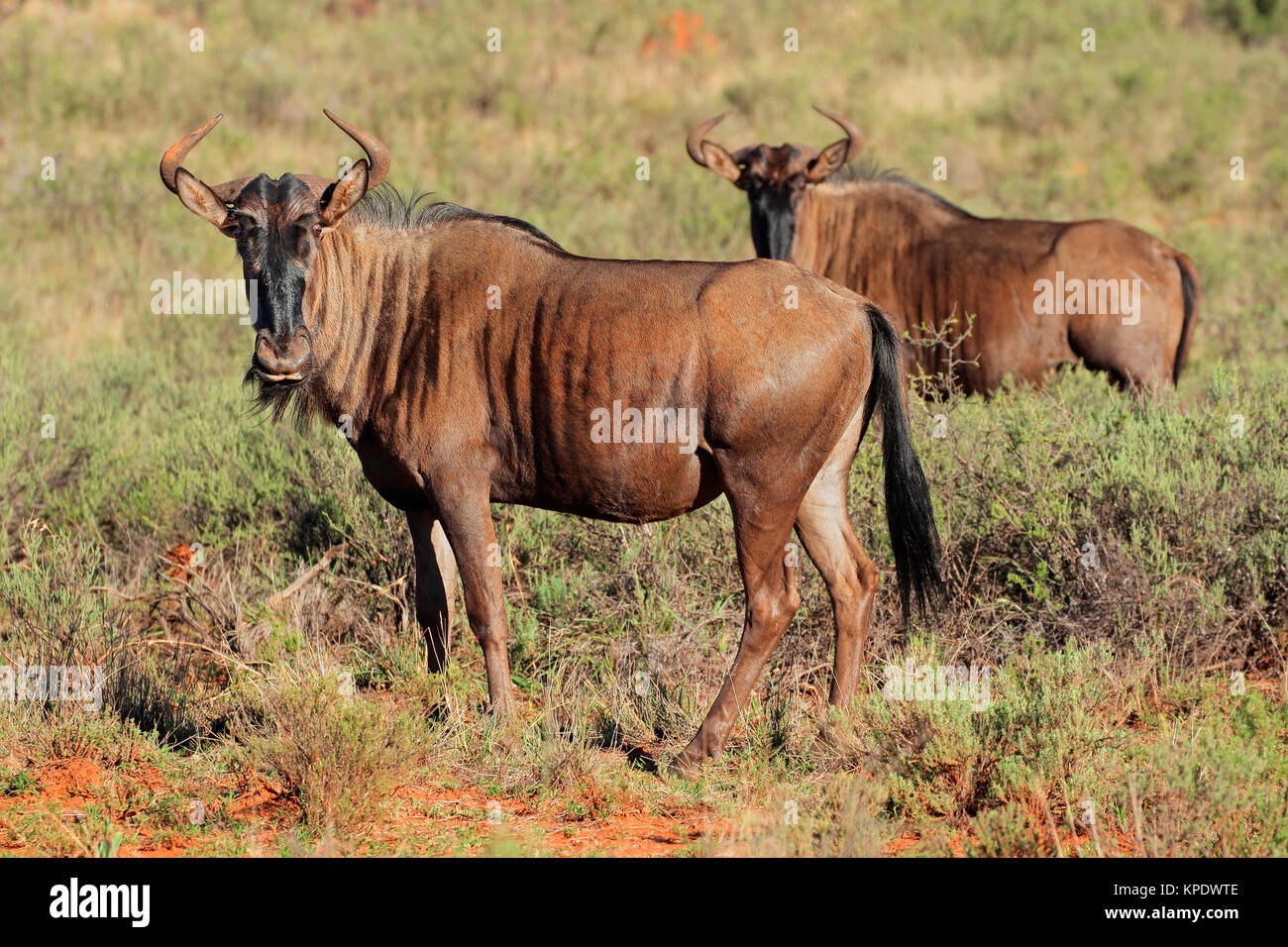 Blue wildebeest in natural habitat Stock Photo - Alamy