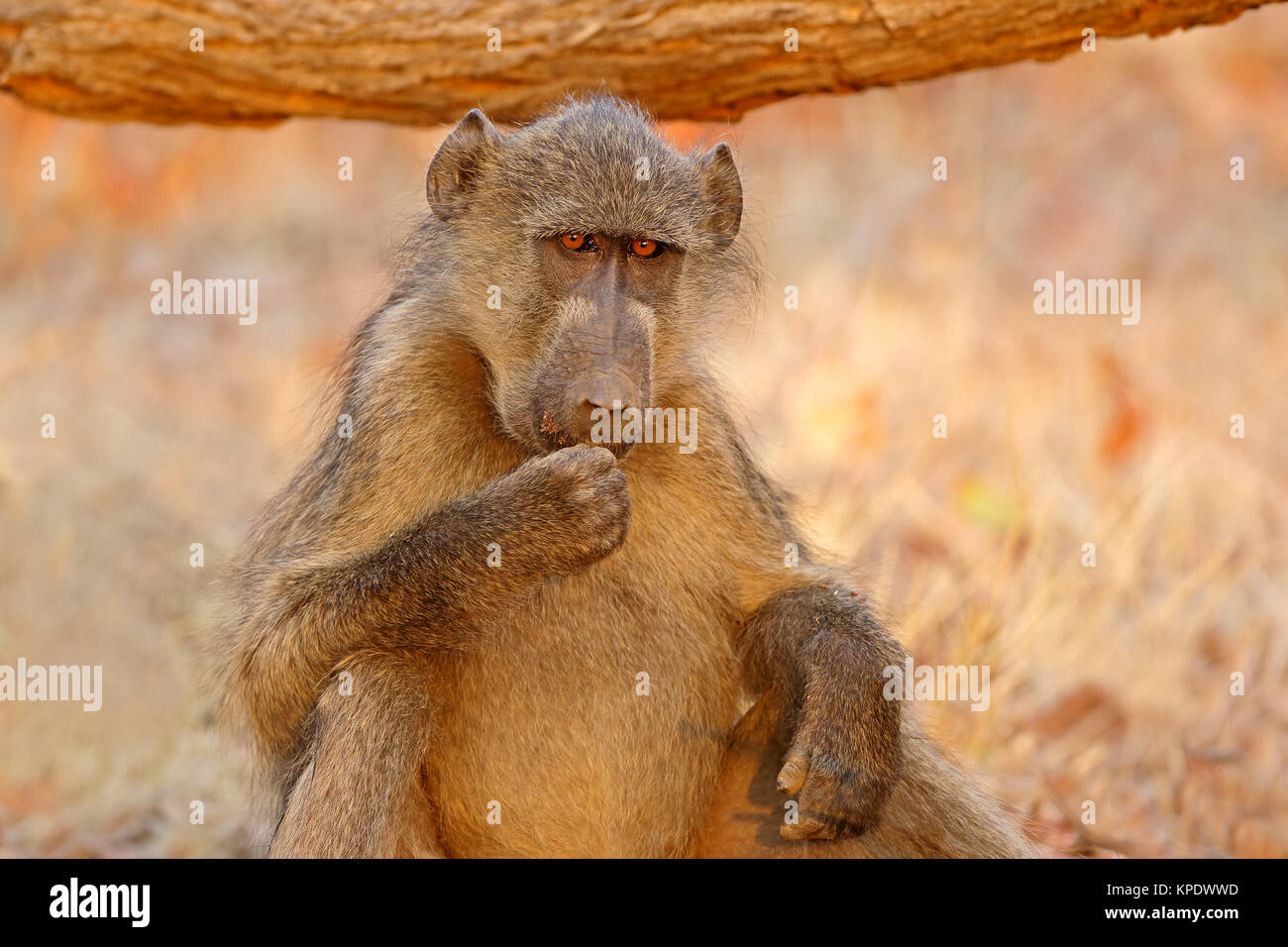 Baboon hand hi-res stock photography and images - Alamy