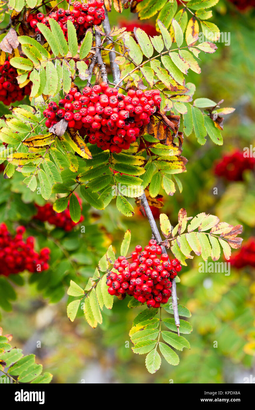 Rowan ash hi-res stock photography and images - Alamy