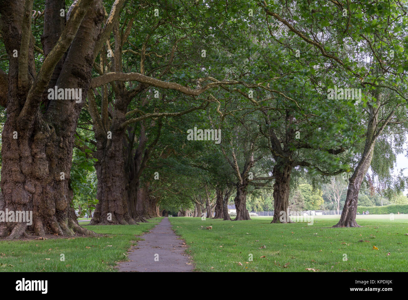 Beautiful view summer park rows hi-res stock photography and images - Alamy