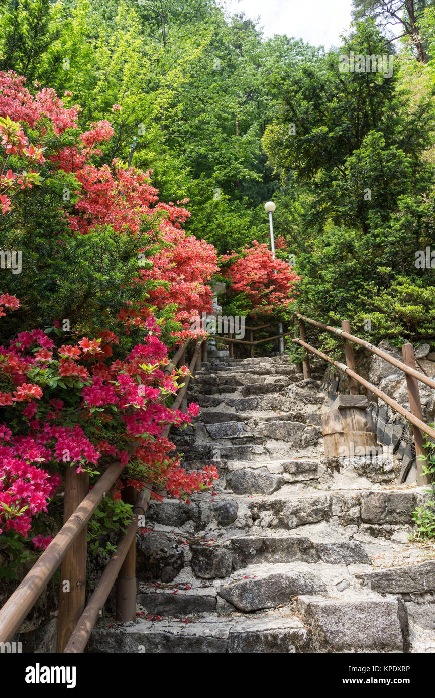 Royal Azalea in Buddhist temple Stock Photo - Alamy