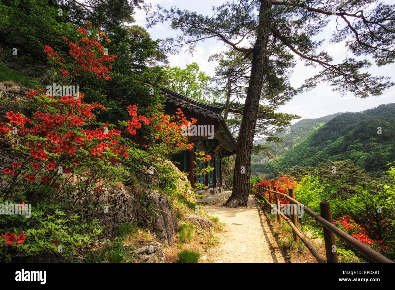 Royal Azalea and Buddhist Shrine Stock Photo - Alamy
