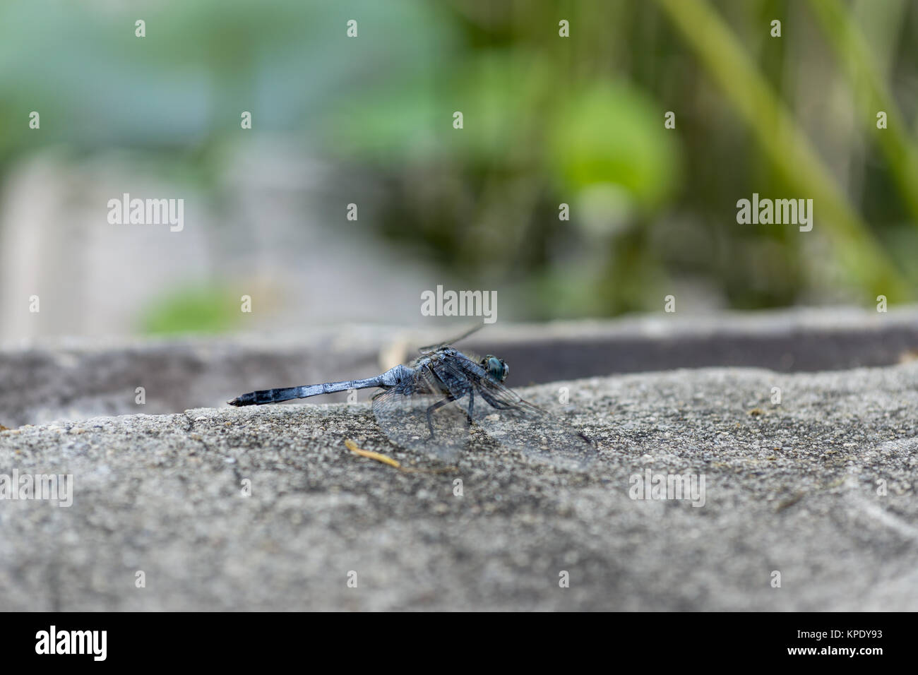 Seonyudo park scenery Stock Photo - Alamy