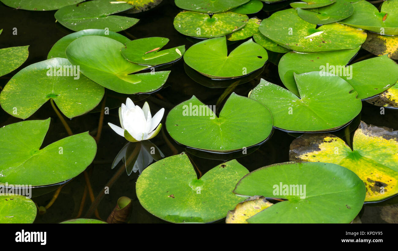 Small lily flower Stock Photo - Alamy