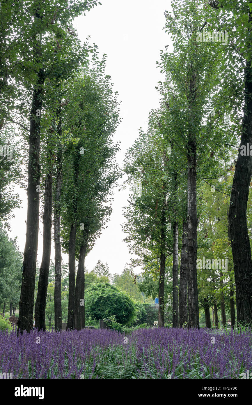 Seonyudo park scenery Stock Photo - Alamy
