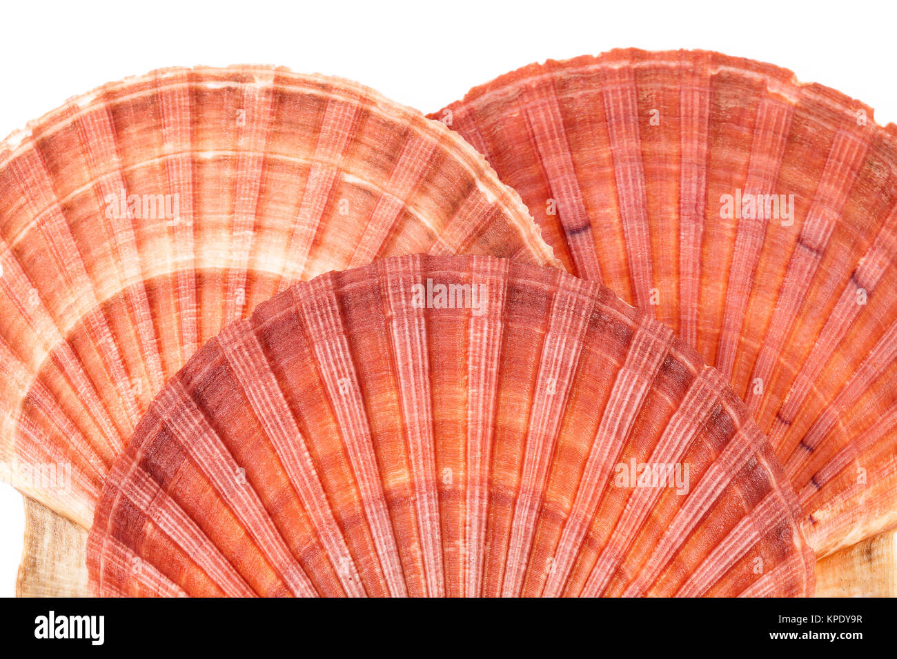 Range of seashells of molluscs isolated on white background Stock Photo ...